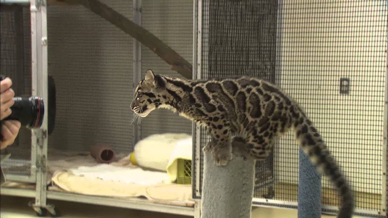 Cute Clouded Leopard Cubs Pounce and Play