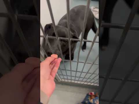 A1914749 Jinx In the kennel