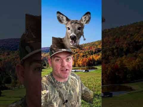 Pennsylvania has TONS of deer! But is it a great state to deer hunt?