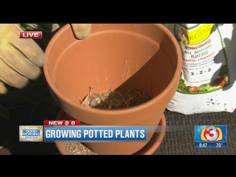 Garden Guy: Growing Potted Plants
