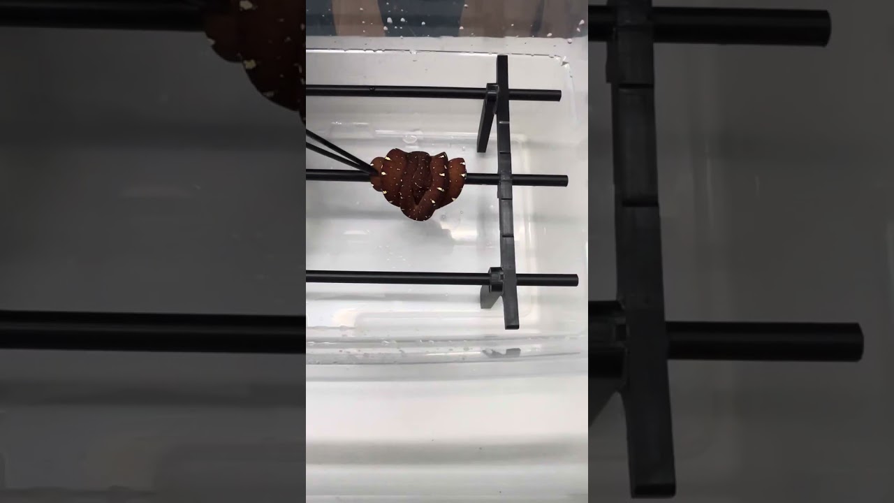 Tease Feeding Shy Baby Green Tree Python Example 2