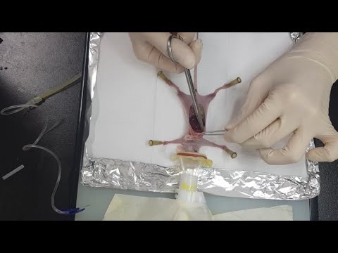 Vascupaint Protocol