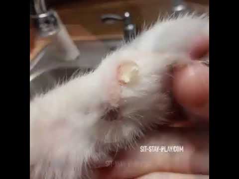 Muncie Pet Sitter Trims Long Cat Nails with Embedded Dew Claw