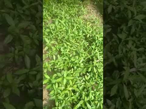 Sarpagandha Plant - Rauvolfia Serpentina Latest Price, Manufacturers ...