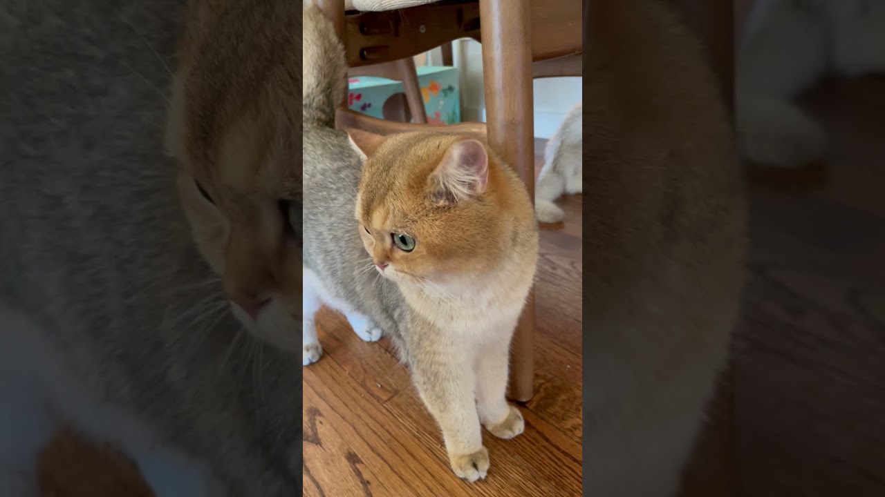 Purrrfect Pawz Cat Scratch Furniture Protector REVIEW!