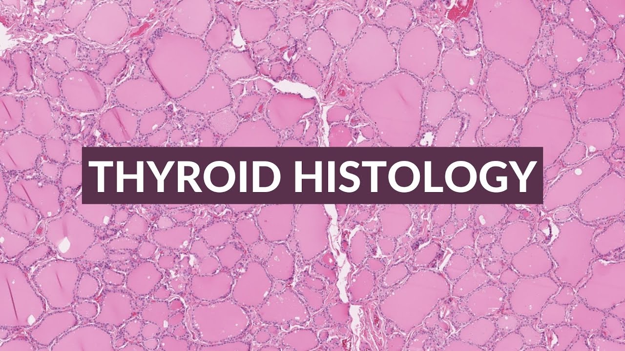 Thyroid Histology Made Easy