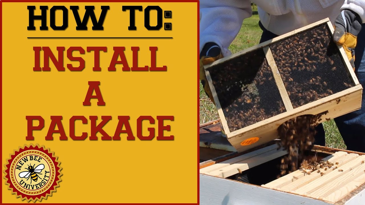 How to Install a Package of Bees
