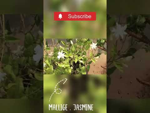 Jasmine | Mallige | Seasonal flower