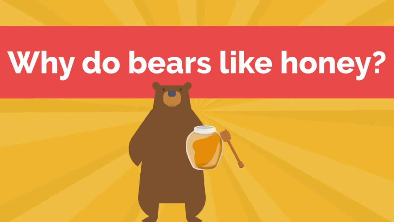 Why do bears like honey?