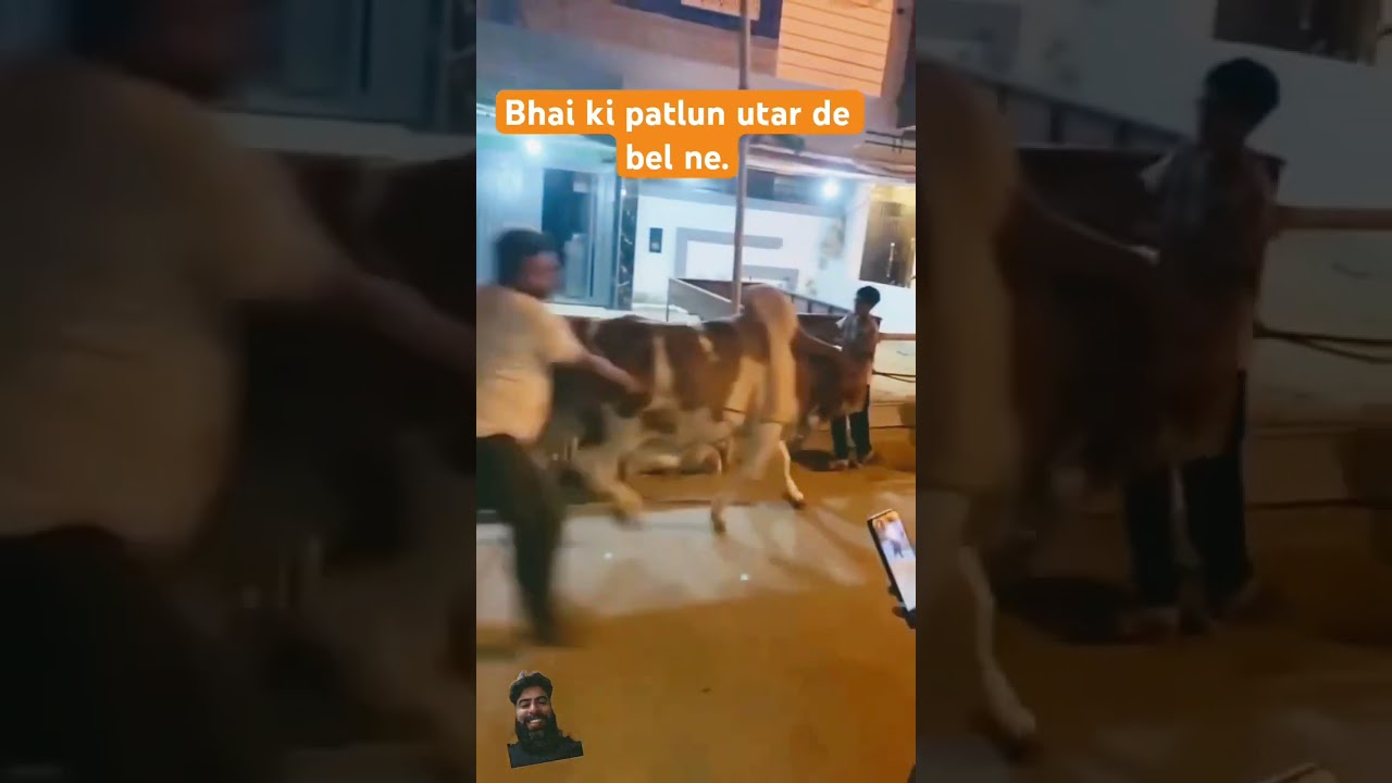 dont mis end #funny #explore #animals #comedy #cow #youtubeshorts #shorts #youtuber #viral #trending