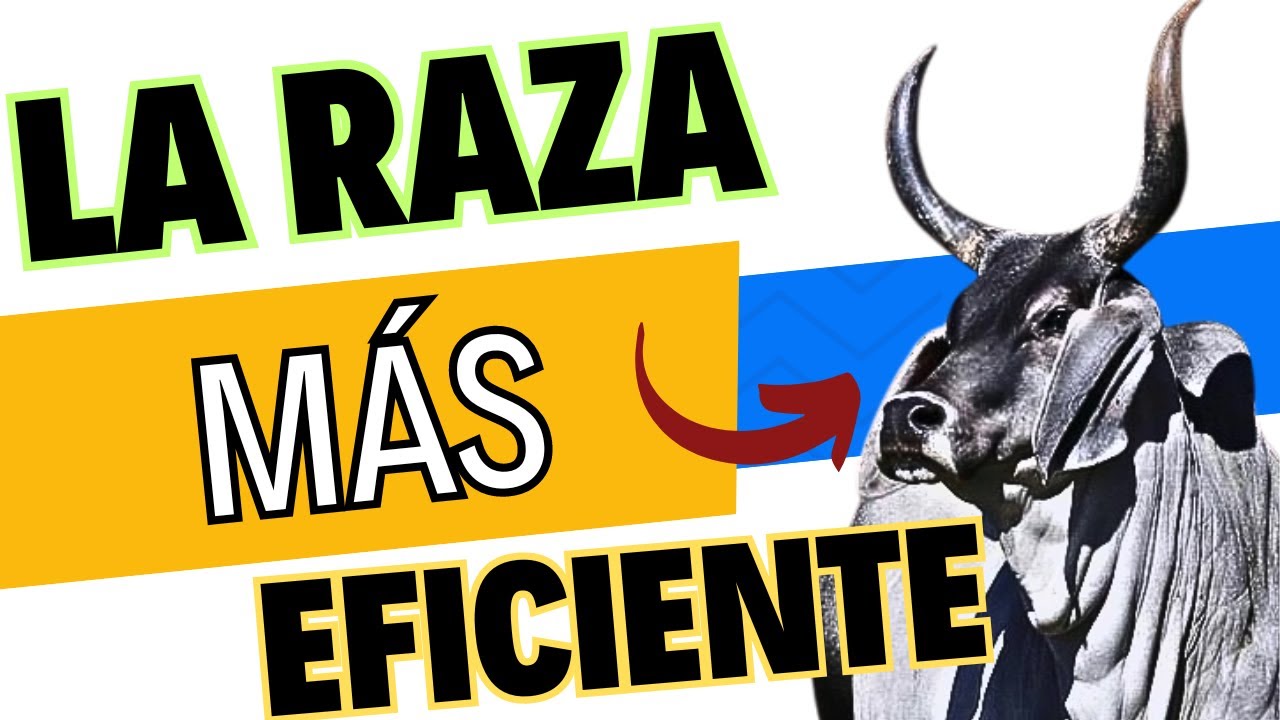 ✍🏾Logre la MAYOR Eficiencia con el GANADO GUZERAT 🤫 Aumente la cantidad de Leche y Carne 😱