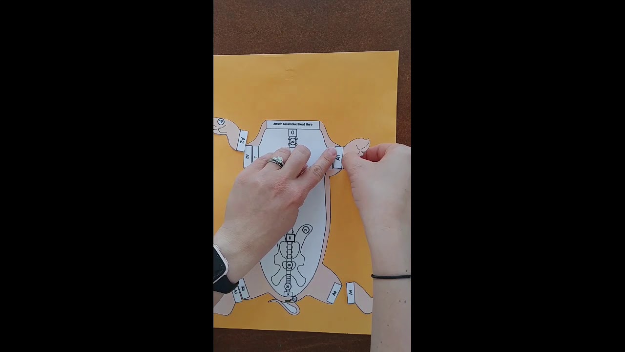 Paper Fetal Pig Dissection instructions (vertical view)
