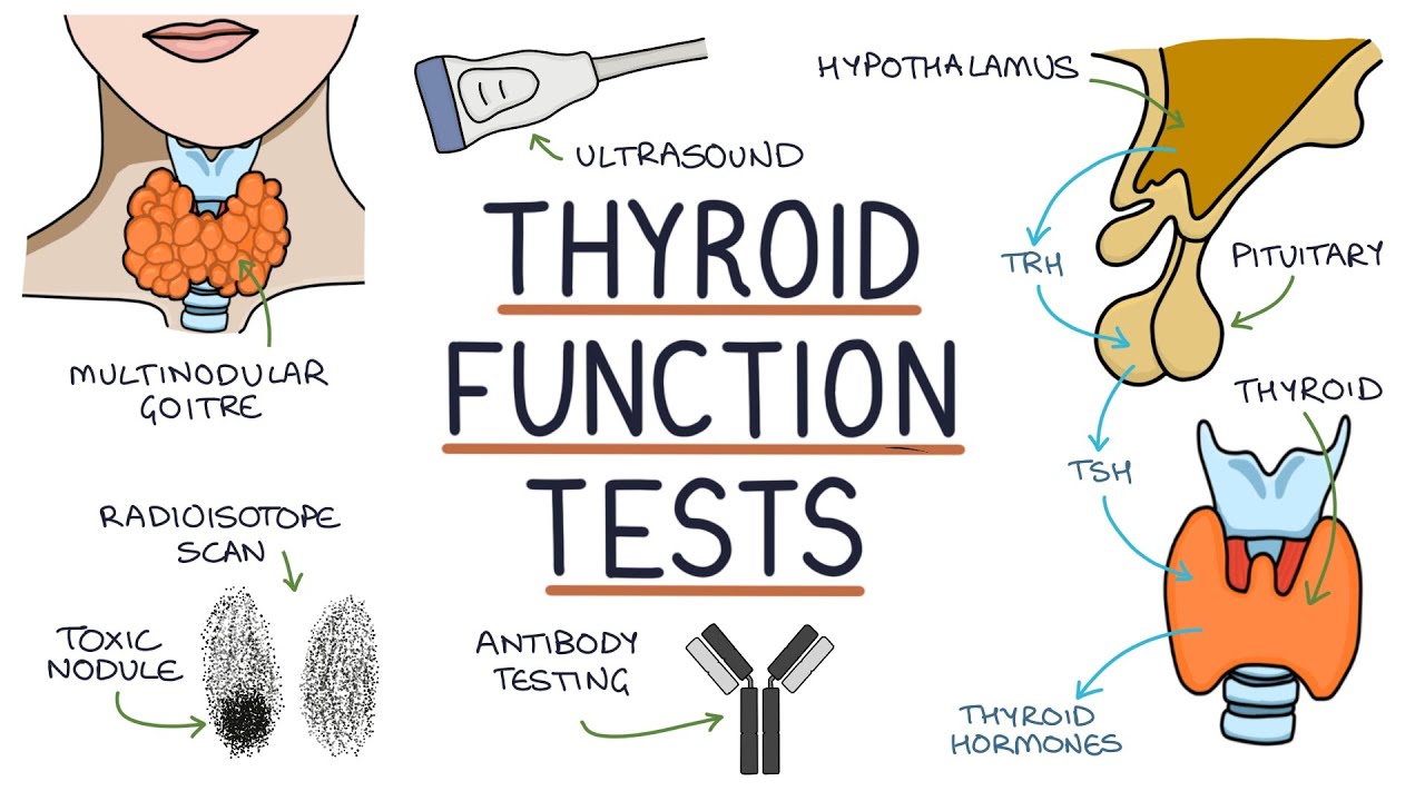 Understanding Thyroid Function Tests