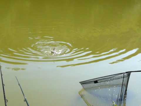 Jezero Bela Reka, Ripanj | Talas