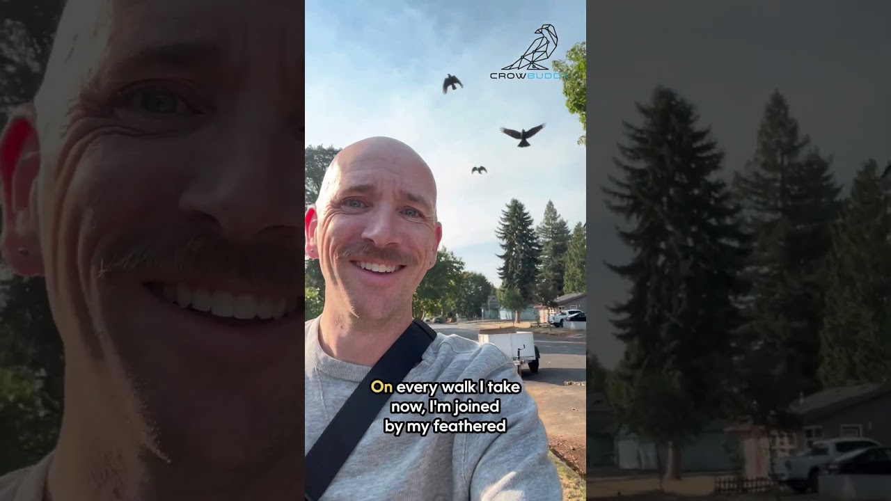 How This Man Befriended Neighborhood Crows - Part 2 🐦✨ #crowfriends #corvids