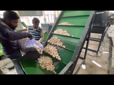 Garlic Sorting Machine at Best Price in India