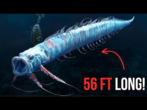 Encounter the MOST BIZARRELY LARGE Deep Sea Creature