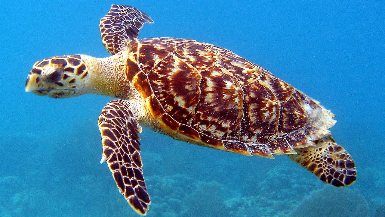 Facts: The Hawksbill Sea Turtle