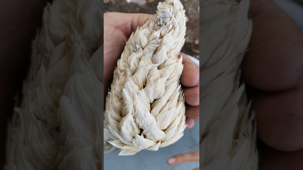 QUE ES EL MAÍZ DE AJO Y SUS CAÑAS ORIGINARIAS