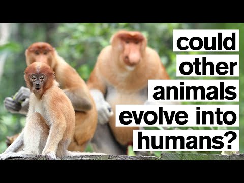 Could other animals evolve into humans? w/ Donald Johanson | Ask An Anthropologist ASU