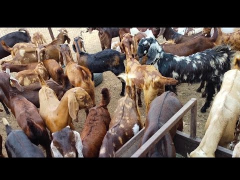 Goat Meat - Wholesale Price & Mandi Rate for Mutton in India