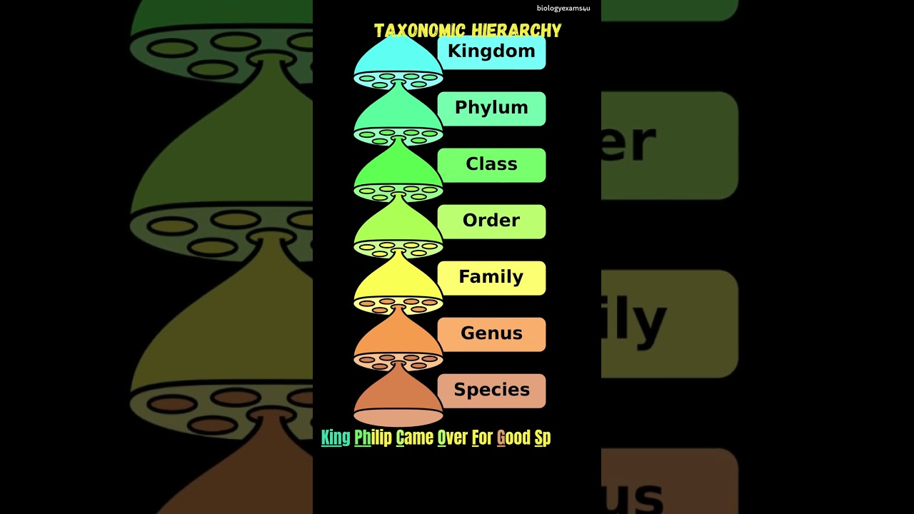 Taxonomic Hierarchy In Biological Classification | Easy to remember