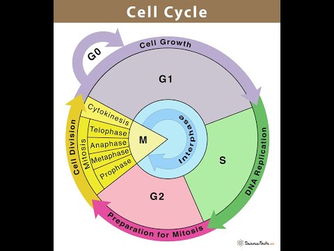 Cell Cycle (ppt)