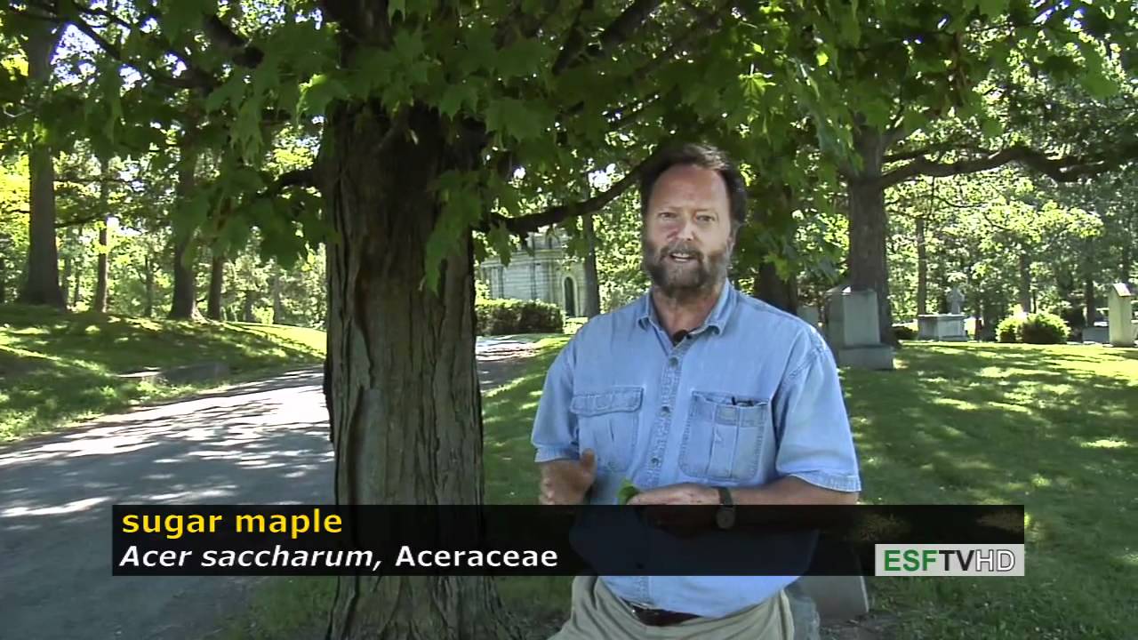 Trees with Don Leopold - sugar maple