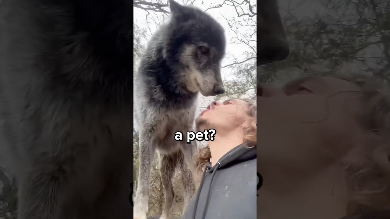 Can You Have a Wolf as A Pet? 😳