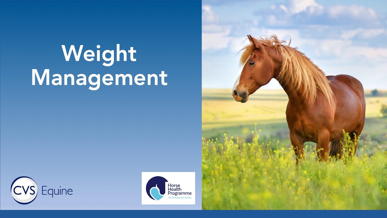 Managing your Horse's Weight