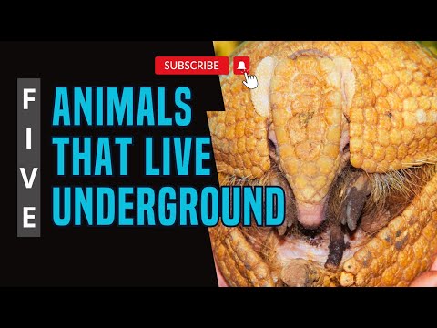 Five Animals that live Underground