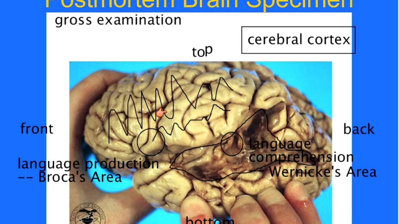 Biology and Behavior Part 1