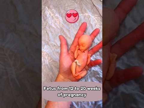 12 to 20 Weeks Babies π Week by Week Fetal Development, #pregnancy #fetus #share