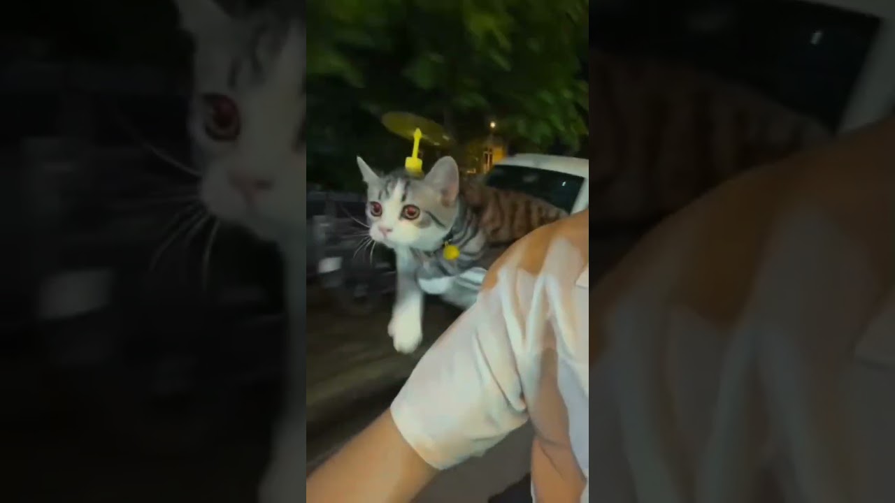 🛸 Real Life Doraemon Cat?! 🐱✨ Flying with Bamboo Copter Like a Boss!
