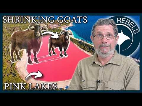 Climate change causes WHAT!!? Pink lakes, divorcing albatrosses ...