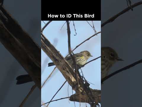 Can you identify this songbird?