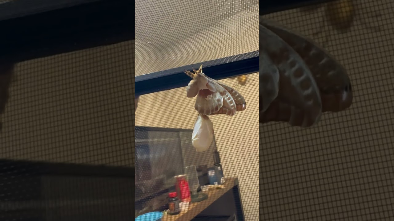 The Polyphemus moth is one of the largest moths in North America! Its wingspan can be 4-6 inches!