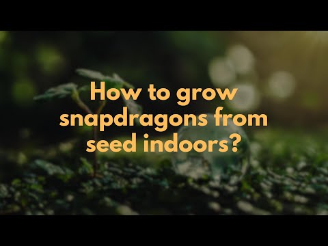 How to grow snapdragons from seed indoors?