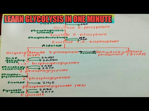 Glycolysis Pathway Biochemistry: EMP Pathway |