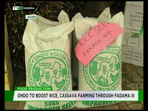 Ondo to boost Rice, Cassava farming through FADAMA III