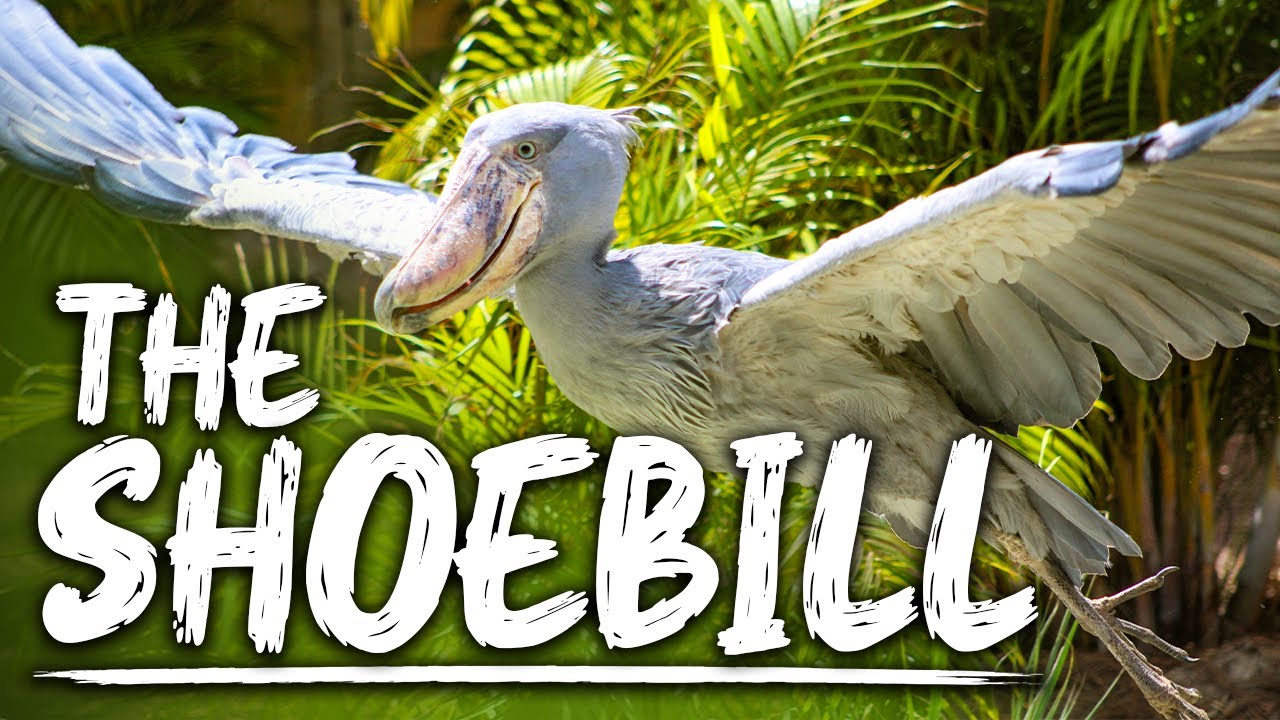 The Creature Chronicles Episode 1: The Shoebill