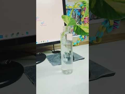 place money plant in water bottle