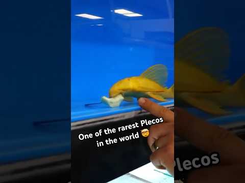 Albino Luteus Pleco 🤯 #albino #luteus #pleco #rarepleco #goldenpleco #aquariumfish #rarefish
