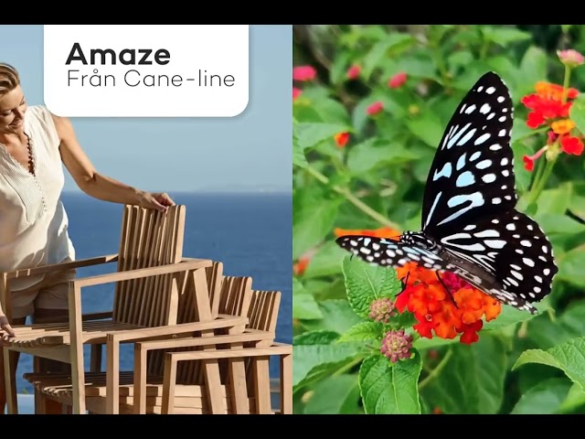 Amaze serien från Cane-line - Bra Möbler