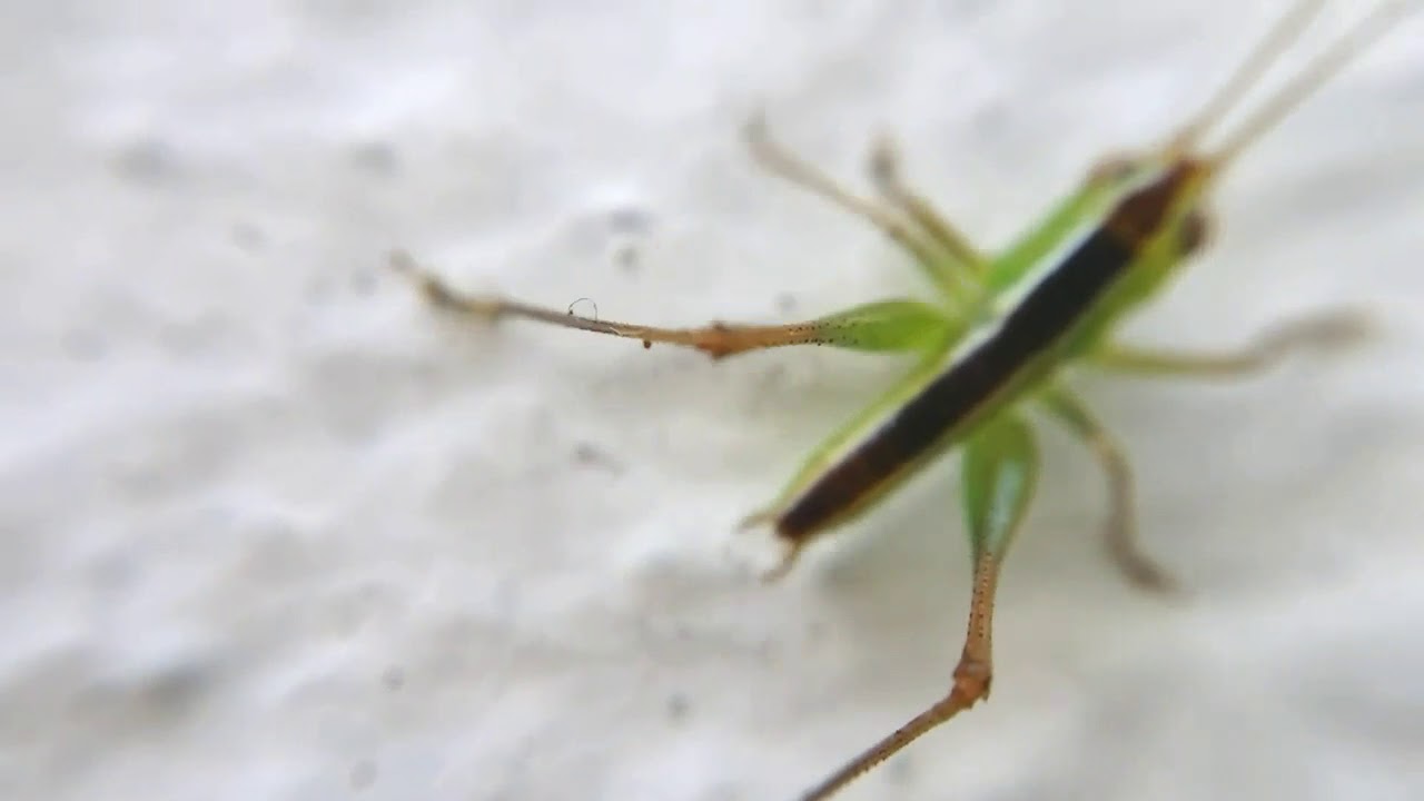 Green Grasshopper Nymph Macro insect