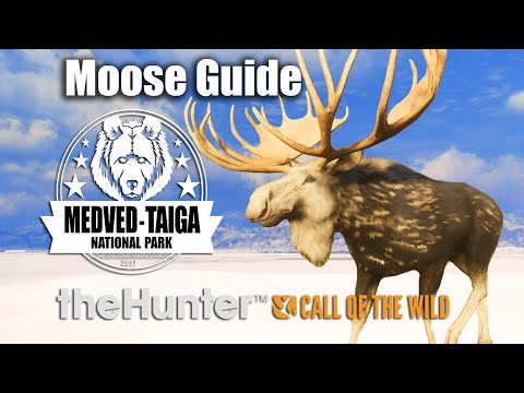 Steam Community :: Video :: Moose Guide For Medved Taiga - theHunter Call Of The Wild