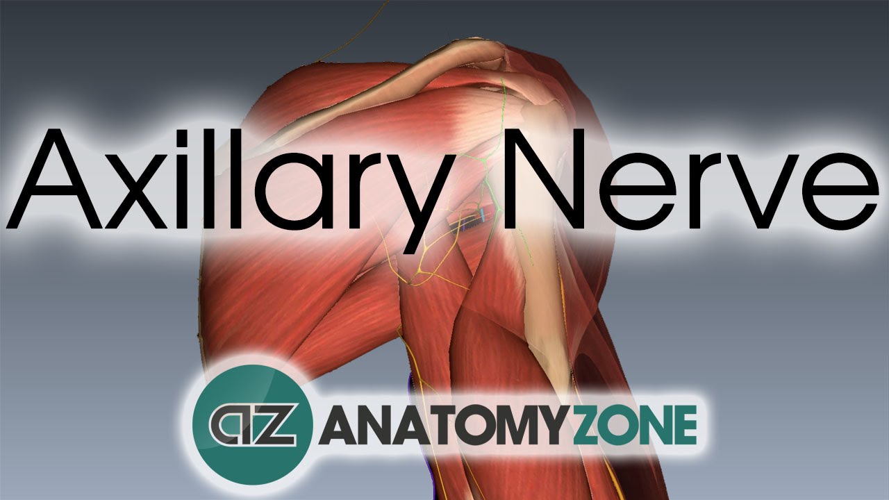 Axillary Nerve | 3D Anatomy Tutorial