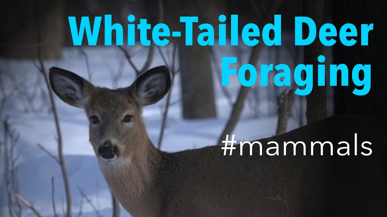 👀 White-tailed Deer (Odocoileus virginianus) - Foraging in Winter