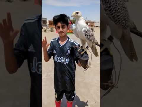 Qatar falcon