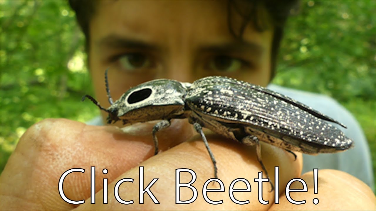 Click Beetles: Everything You Need To Know!